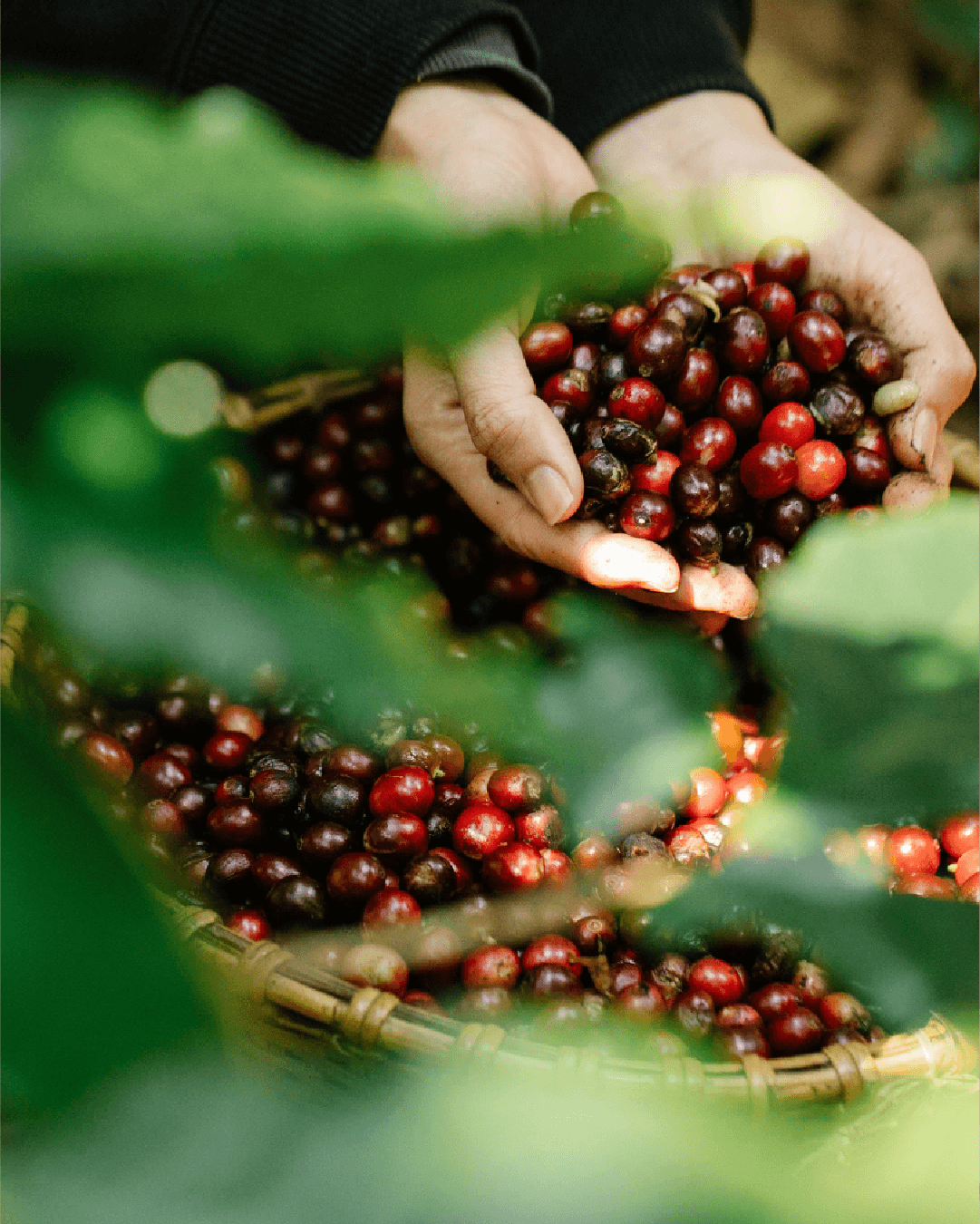 ARCHDUKE COFFEE + ROASTERY - Specialty Coffee, Gourmet Cuisine, Event Venue
